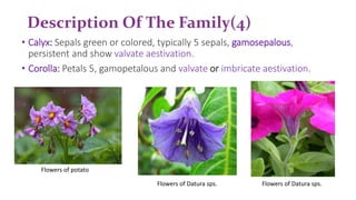 Solanaceae.pptx