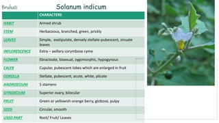 Solanaceae.pptx