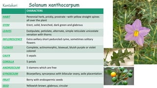Solanaceae.pptx
