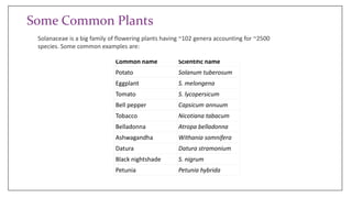 Solanaceae.pptx