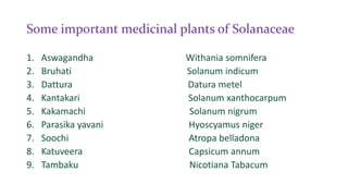 Solanaceae.pptx