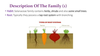 Solanaceae.pptx
