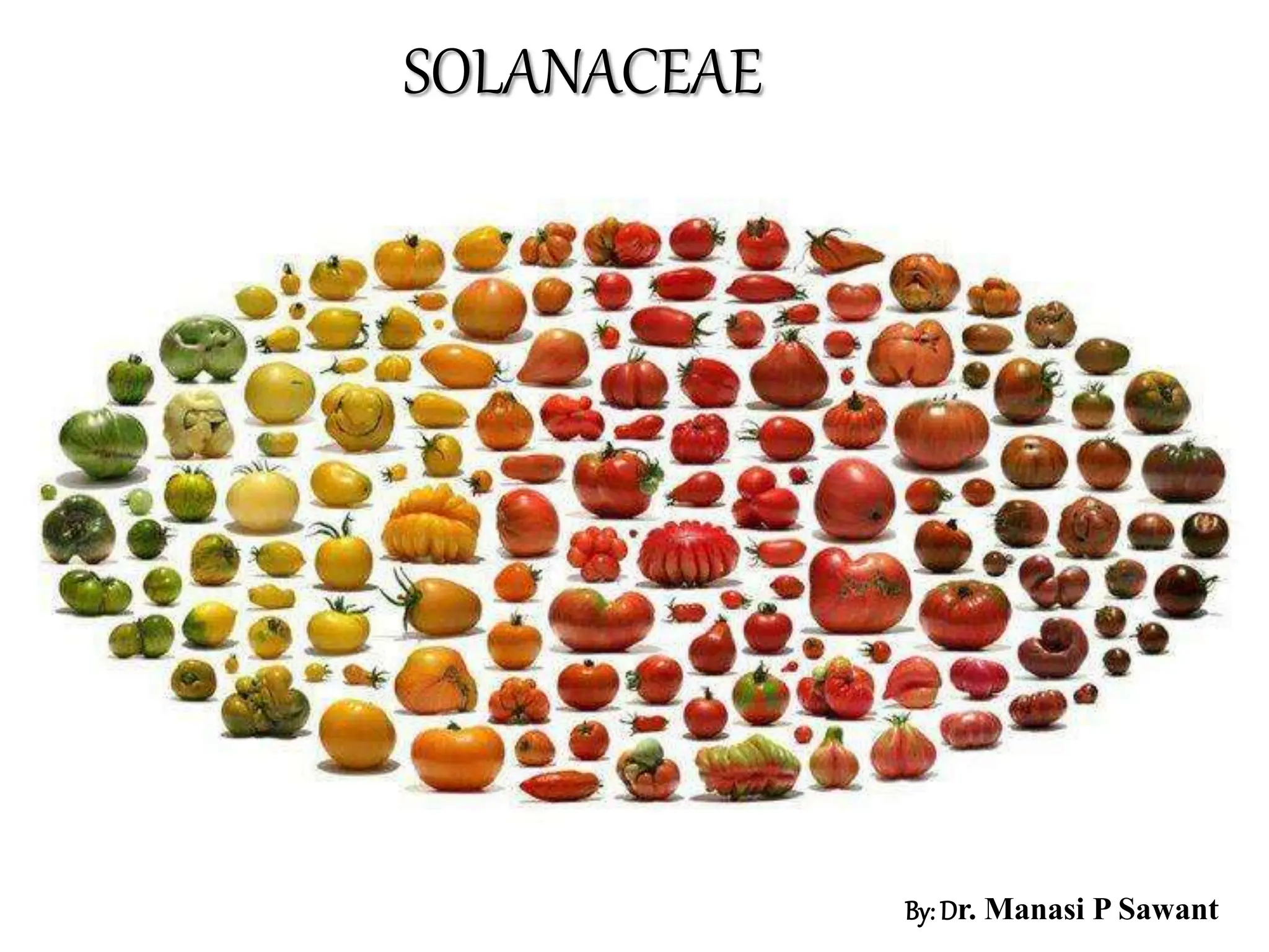 Solanaceae: Morphology, Classifictaion and Economic Importance | PPTX