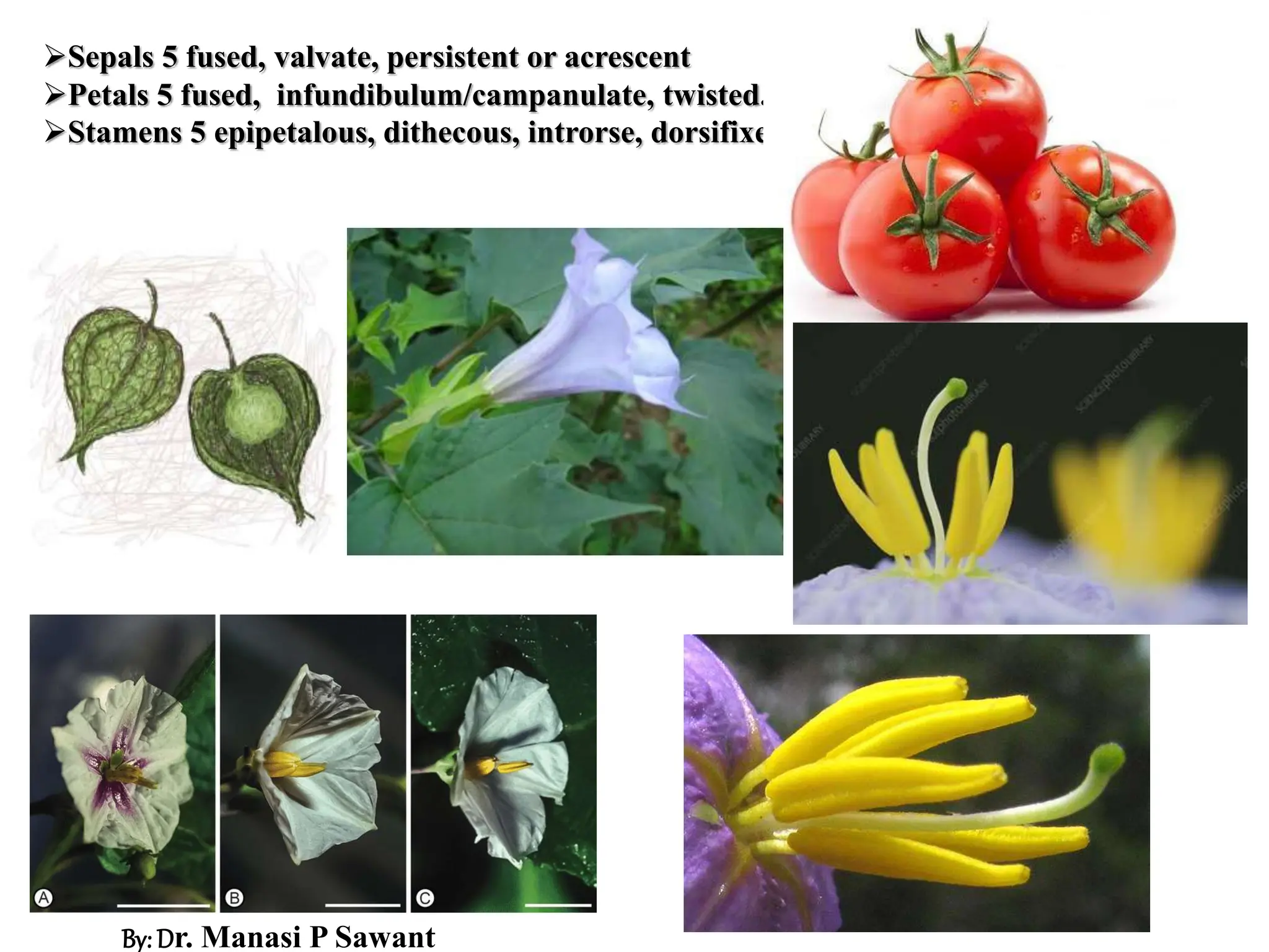 Solanaceae: Morphology, Classifictaion and Economic Importance | PPTX
