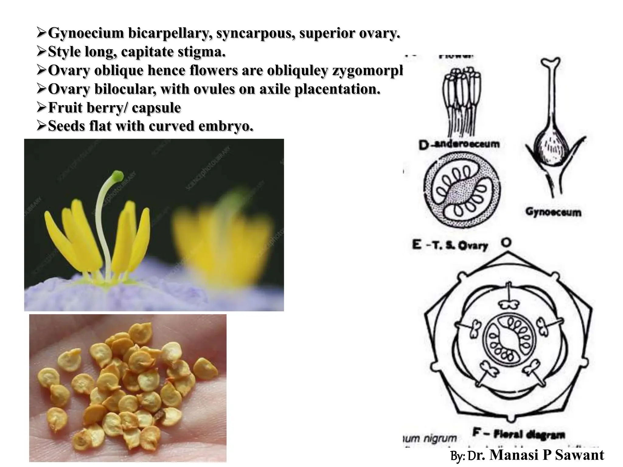 Solanaceae: Morphology, Classifictaion and Economic Importance | PPTX