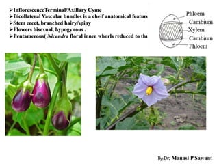 Solanaceae: Morphology, Classifictaion and Economic Importance | PPTX