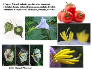Solanaceae: Morphology, Classifictaion and Economic Importance | PPTX ...