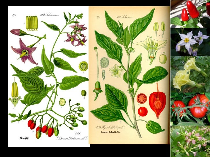 Solanaceae