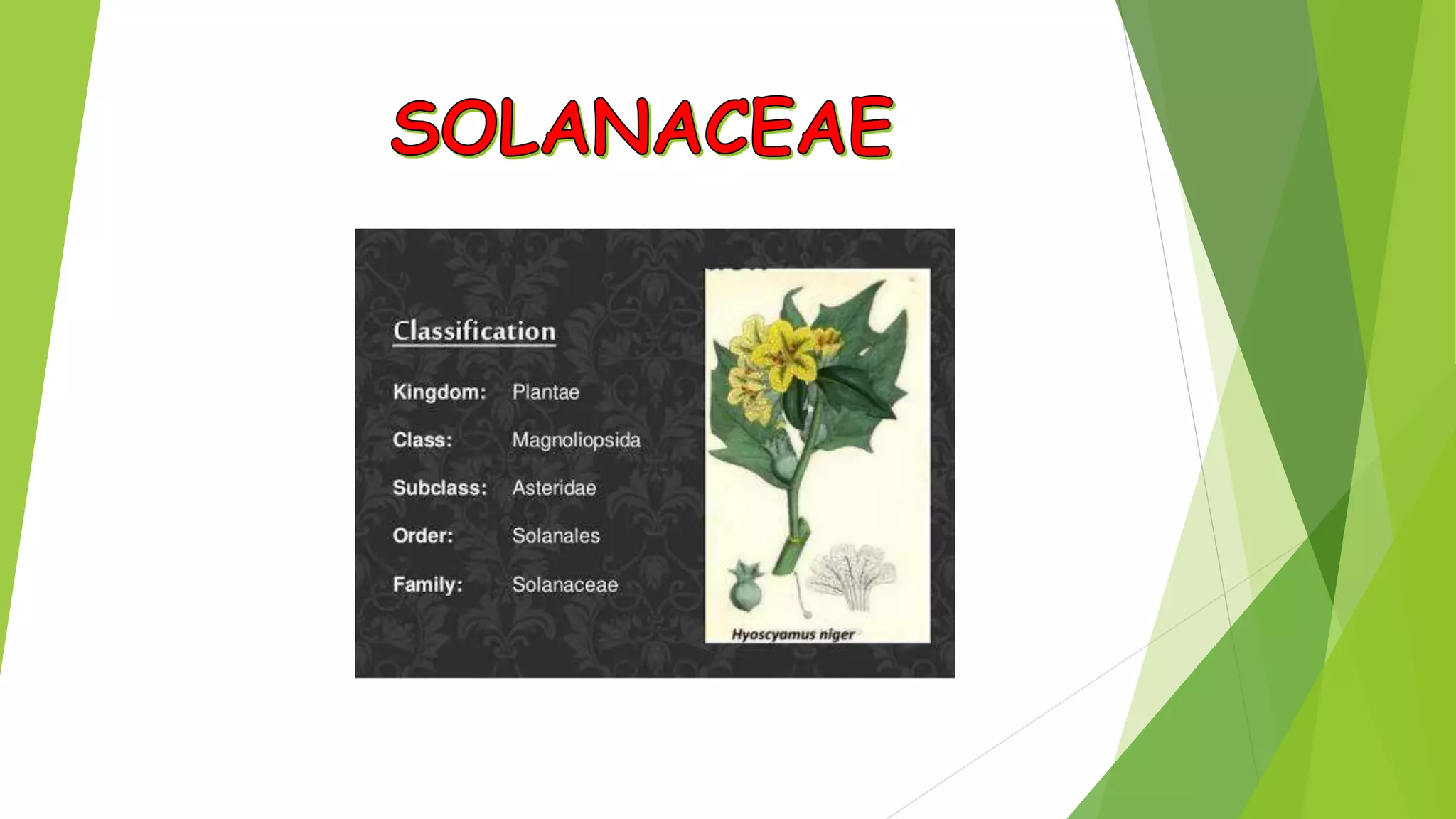 Solanaceae family | PPTX