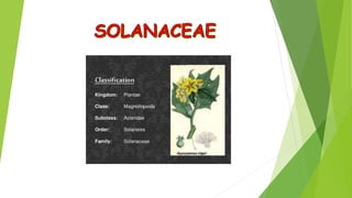 Solanaceae family | PPTX