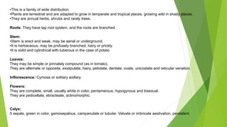Solanaceae family | PPTX