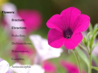 Solanaceae taxonomy | PPTX