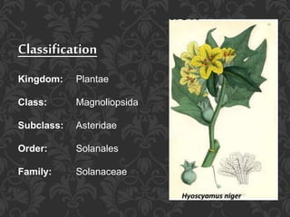 Solanaceae taxonomy | PPTX