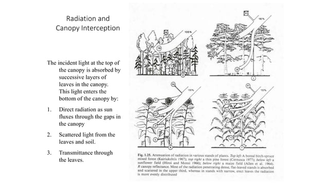 Solar radiation distribution in plant canopies and rue | PPTX | Physics ...