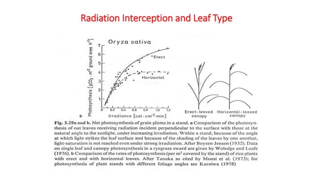 Solar radiation distribution in plant canopies and rue | PPTX | Physics ...