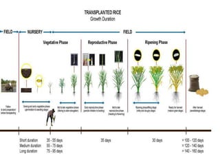 Solar radiation in rice ppt | PPTX