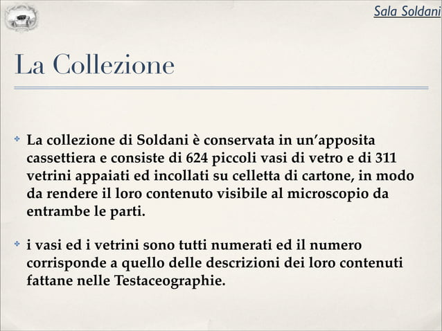Sala Soldani Museo Storia Naturale Siena | PPT