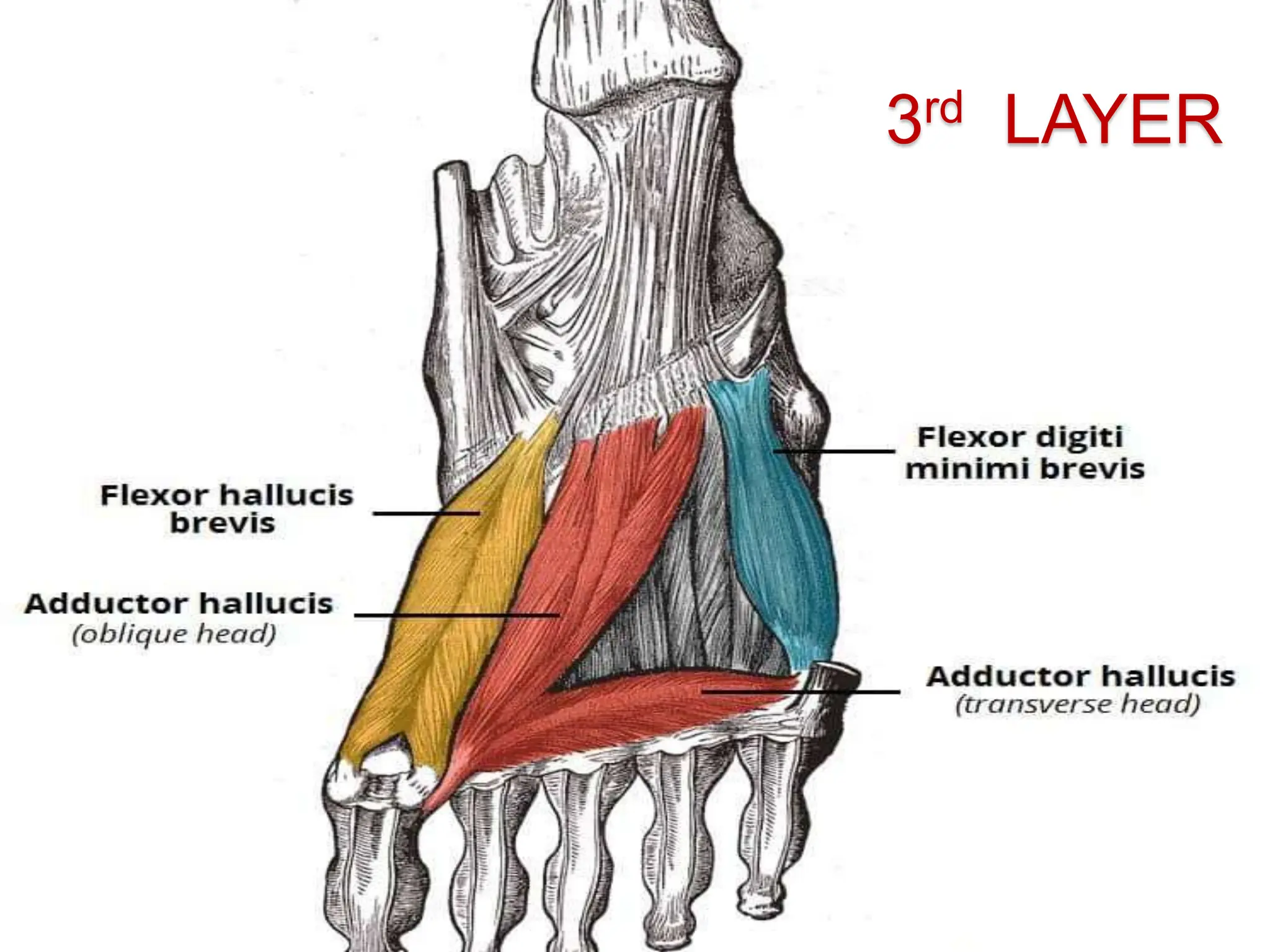 Gross anatomy and four Layers of sole,Applied aspect | PPT