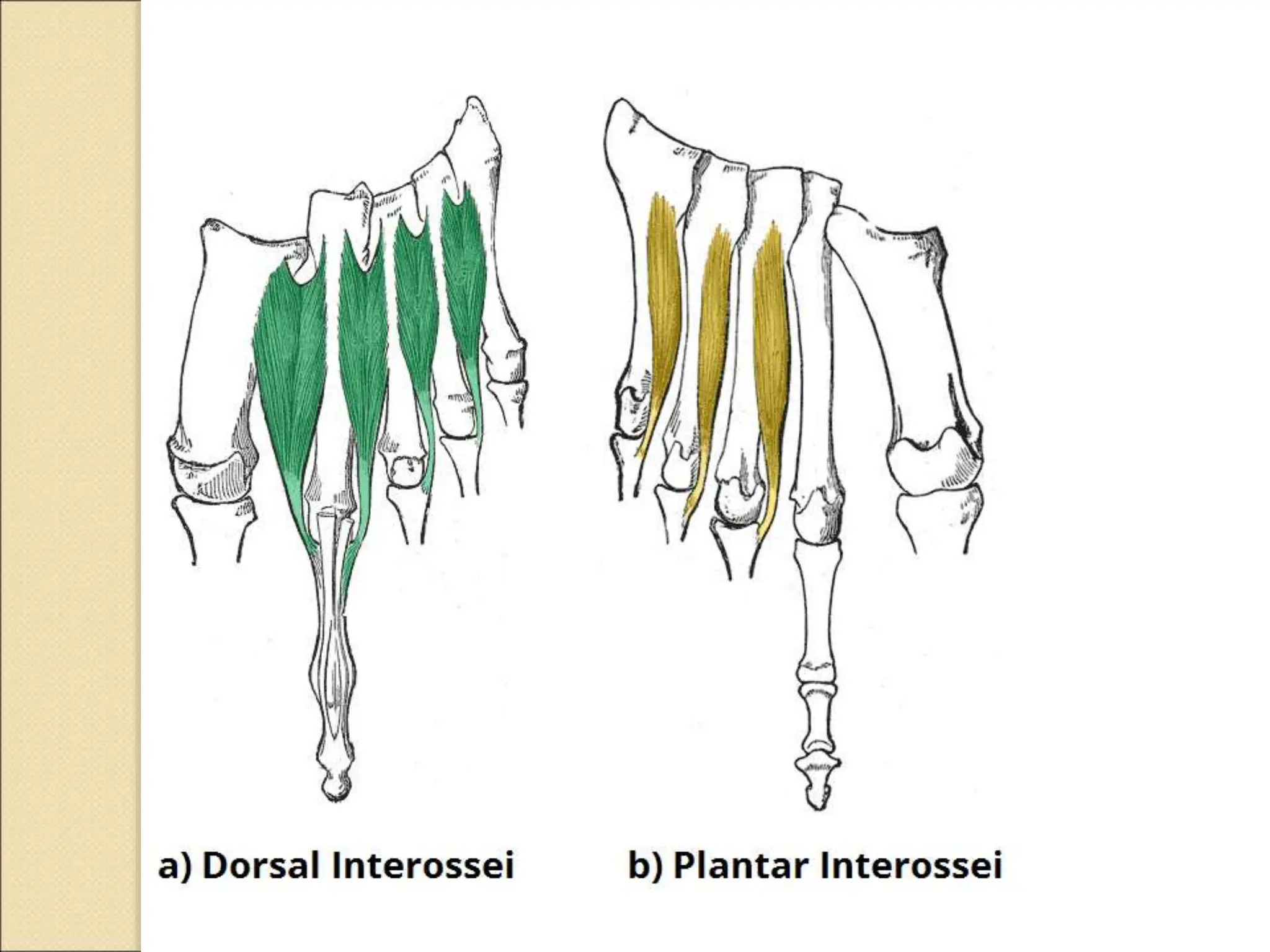 Gross anatomy and four Layers of sole,Applied aspect | PPT