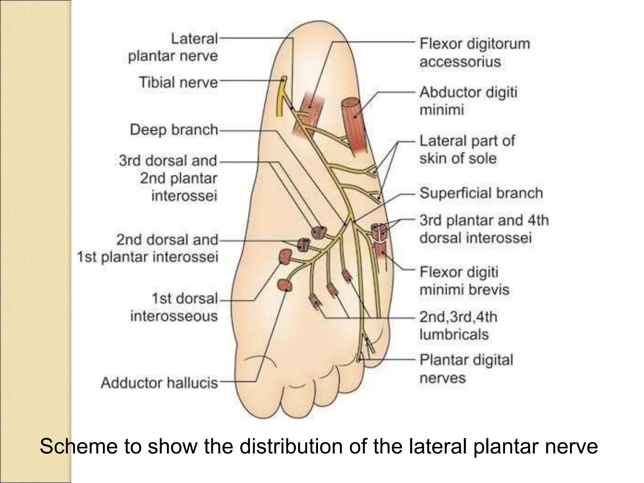 Gross anatomy and four Layers of sole,Applied aspect | PPT
