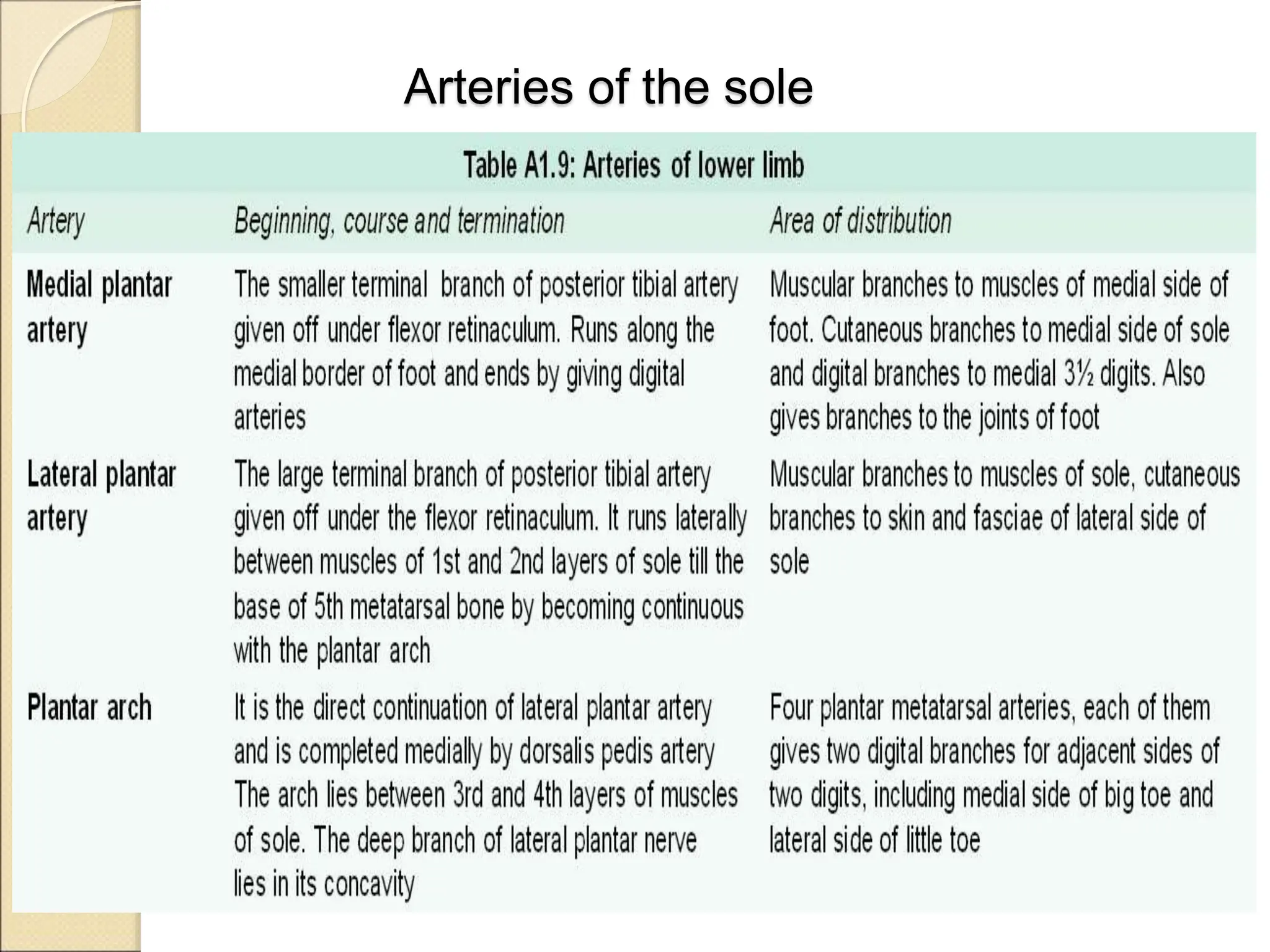 Gross anatomy and four Layers of sole,Applied aspect | PPT