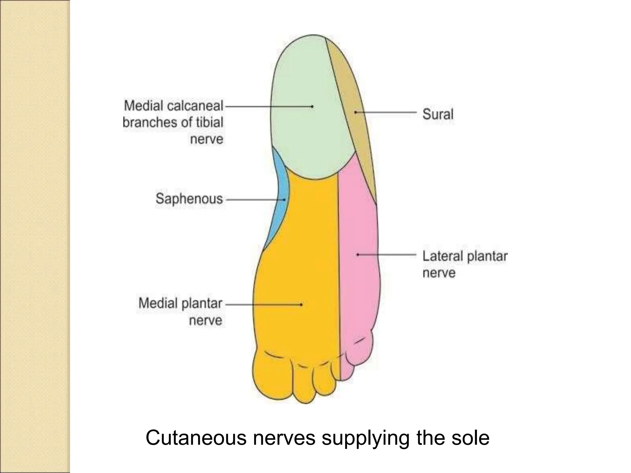 Gross anatomy and four Layers of sole,Applied aspect | PPT
