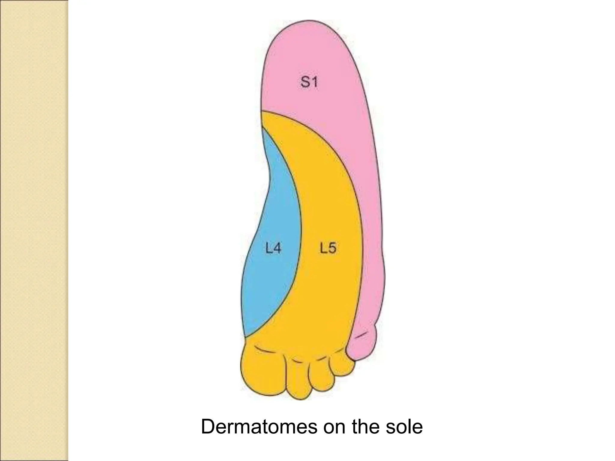 Gross anatomy and four Layers of sole,Applied aspect | PPT