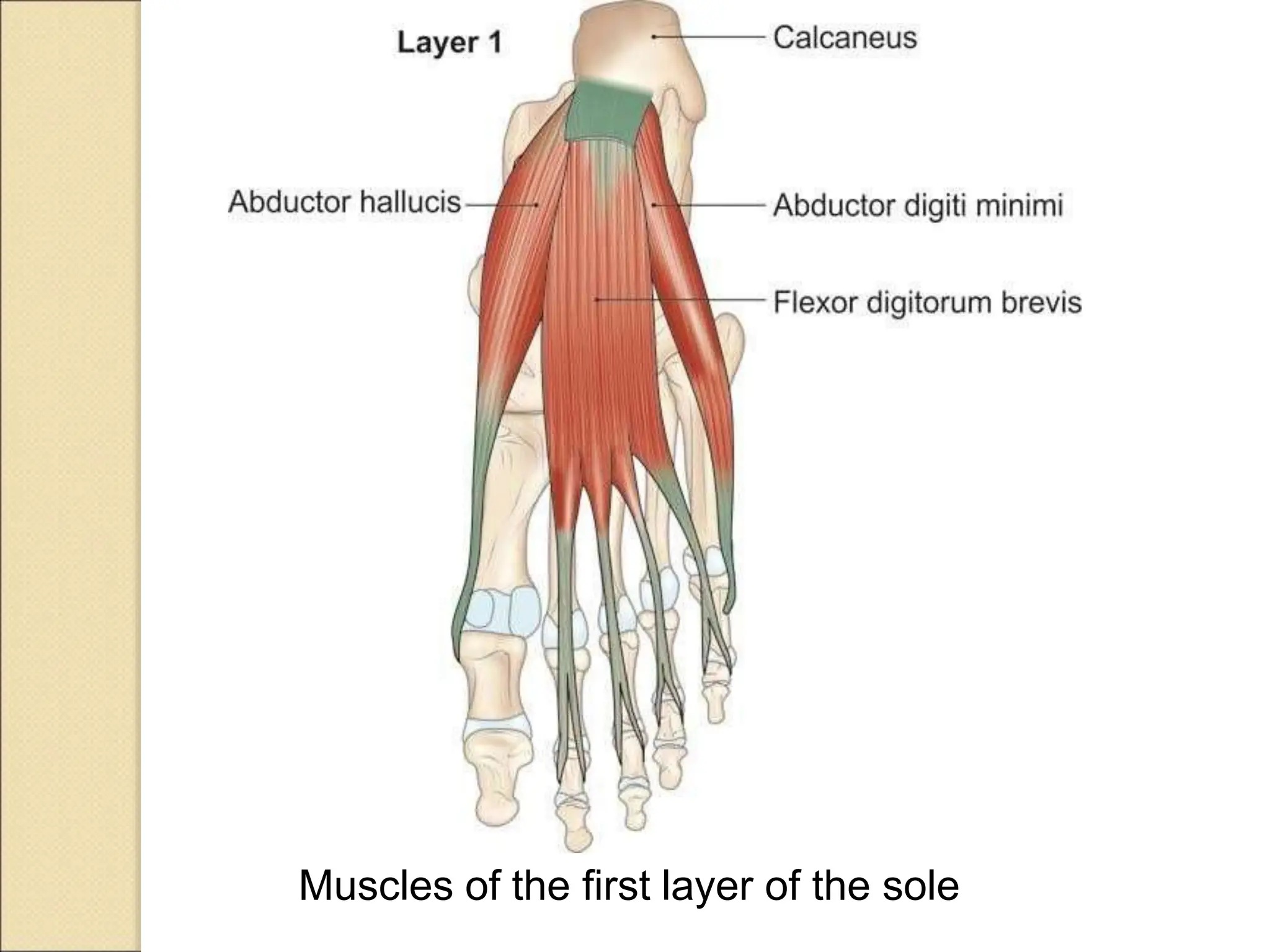 Gross anatomy and four Layers of sole,Applied aspect | PPT