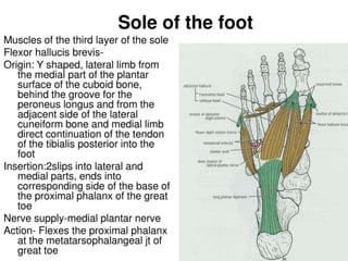 Gross anatomy and four Layers of sole,Applied aspect | PPT