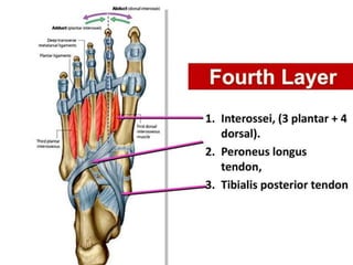 Gross anatomy and four Layers of sole,Applied aspect | PPT