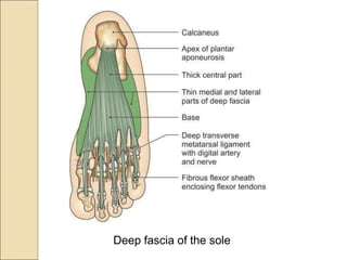 Gross anatomy and four Layers of sole,Applied aspect | PPT
