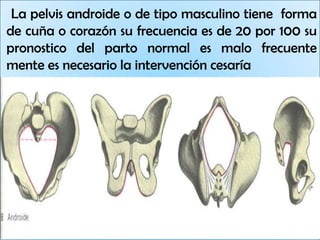 pelvis | PPTX