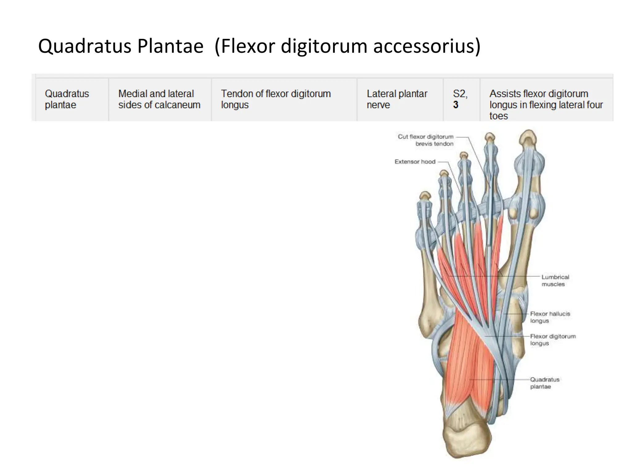 sole of foot.pptx