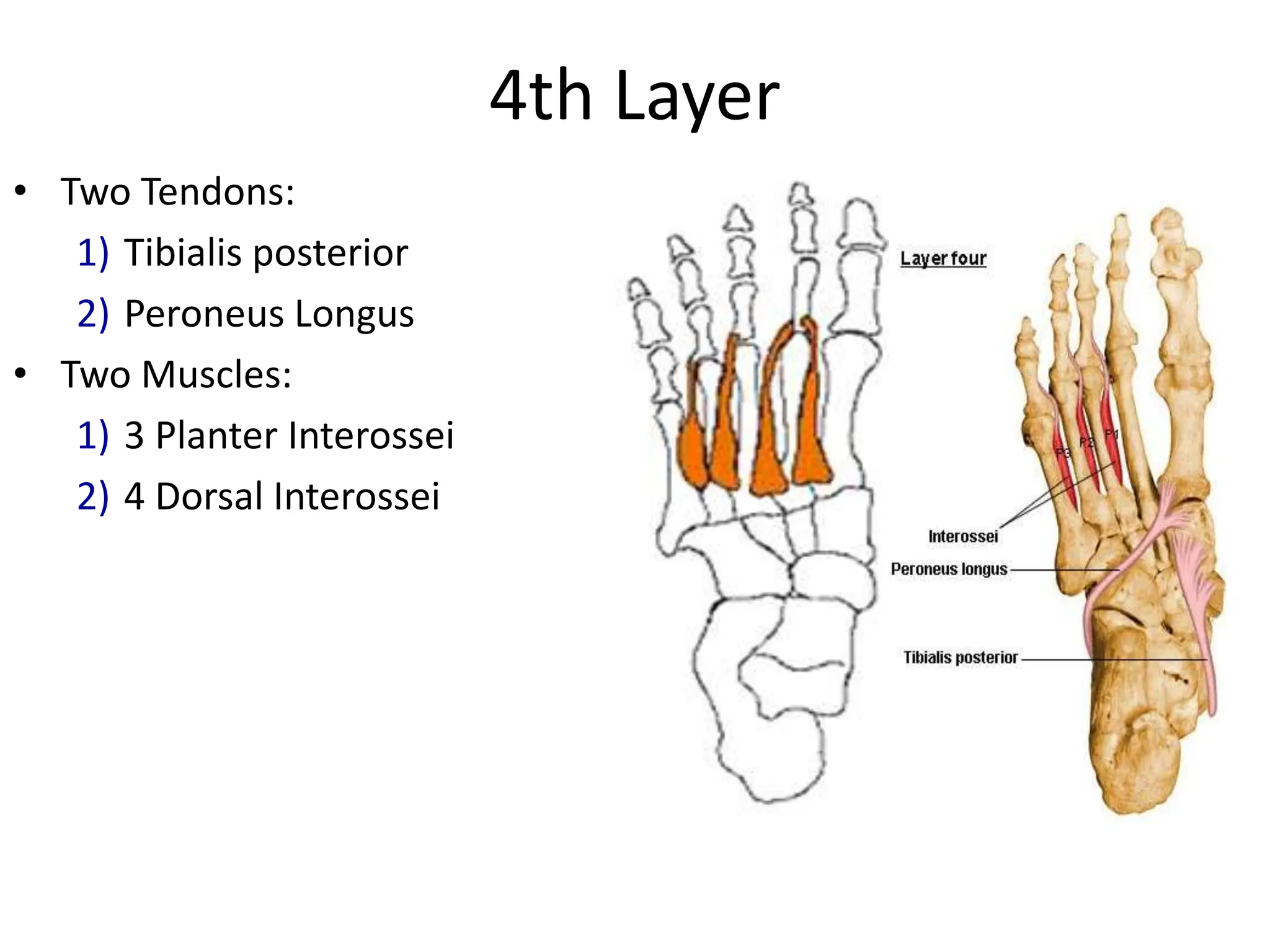 sole of foot.pptx