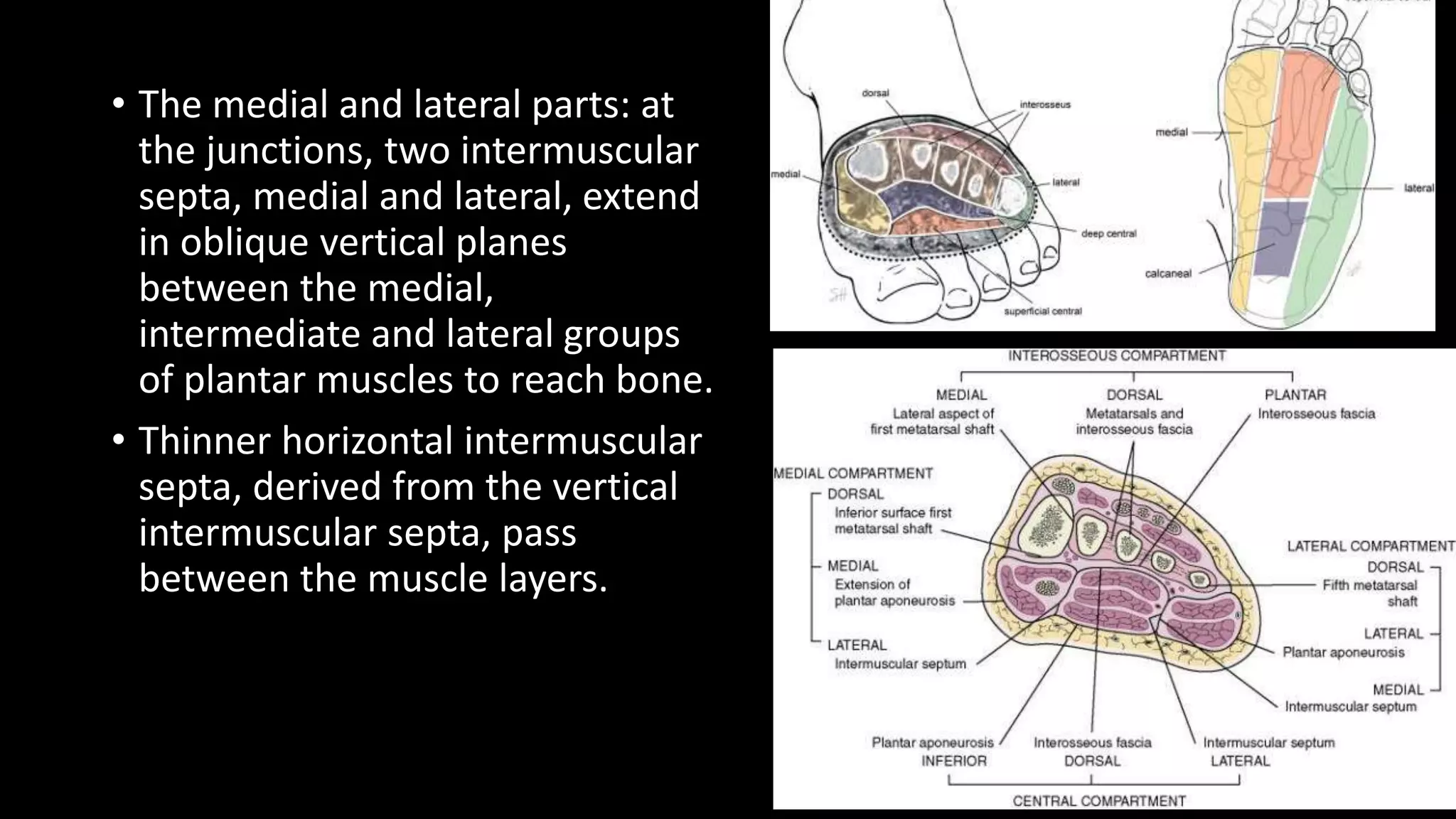 Sole of foot soft tissue and muscles | PPTX