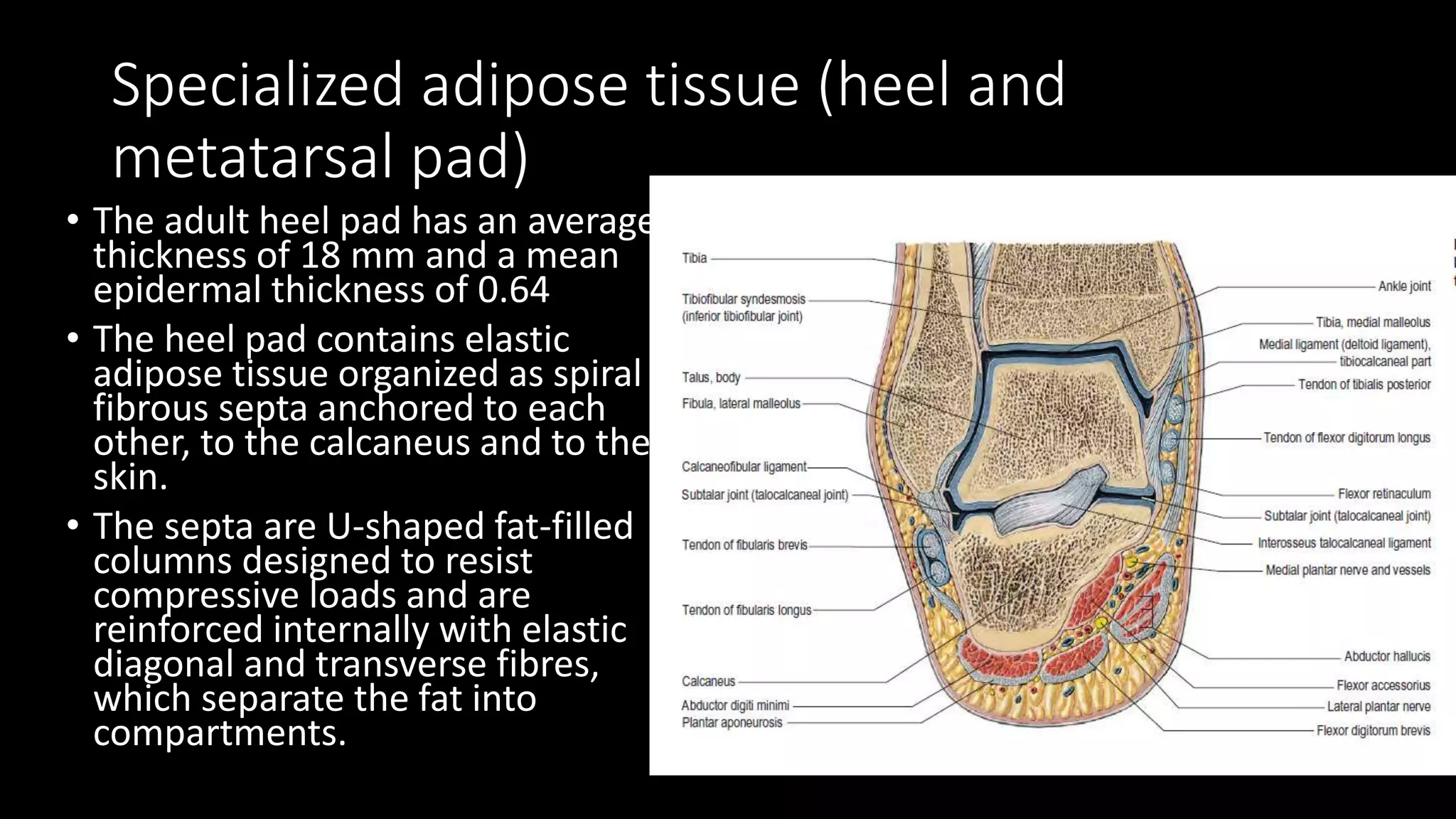 Sole of foot soft tissue and muscles | PPTX