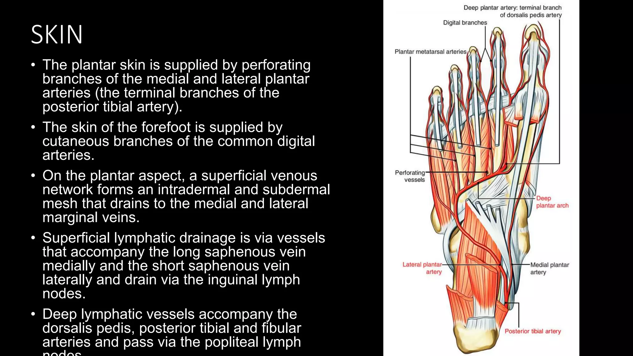 Sole of foot soft tissue and muscles | PPTX