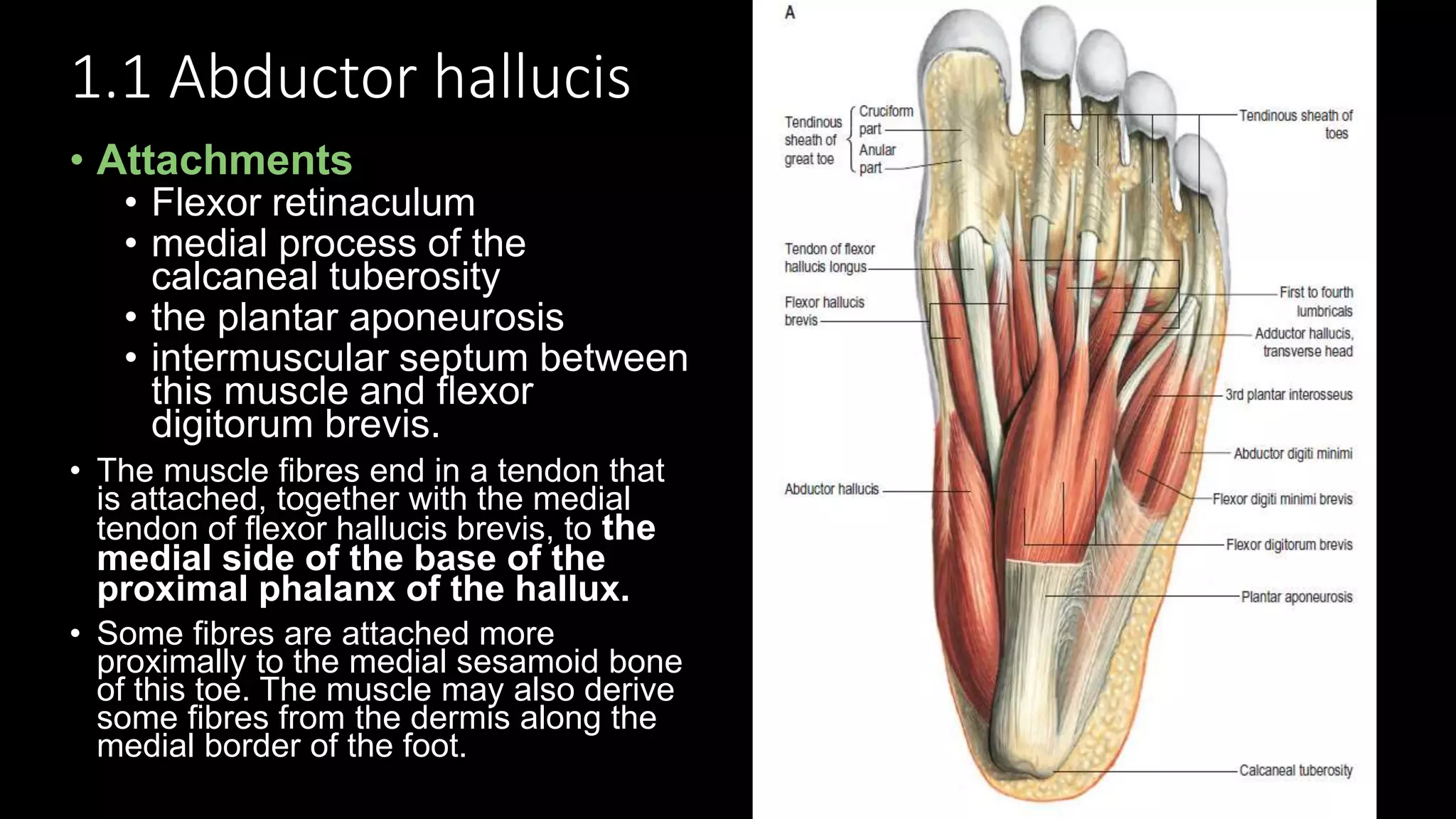 Sole of foot soft tissue and muscles | PPTX