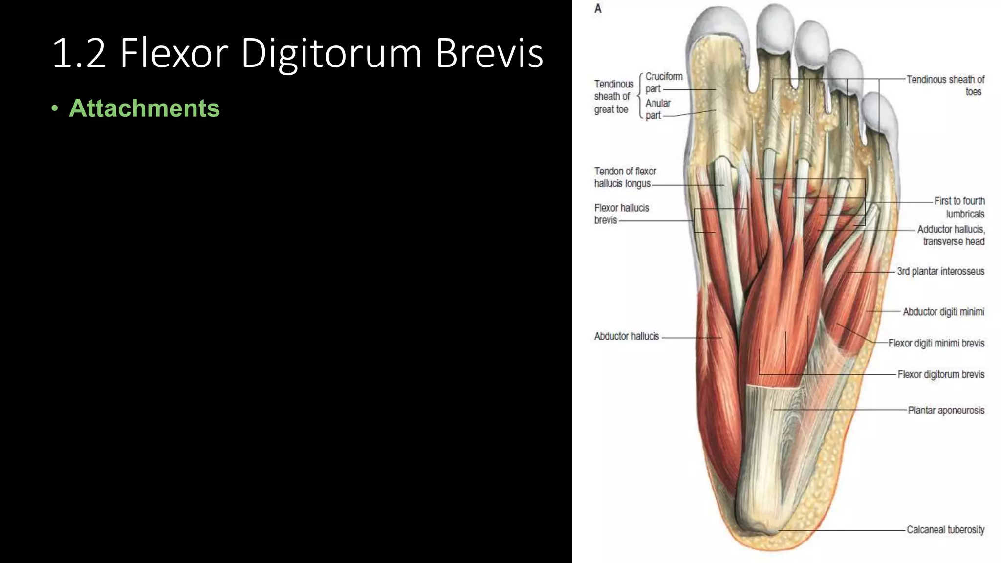 Sole of foot soft tissue and muscles | PPTX