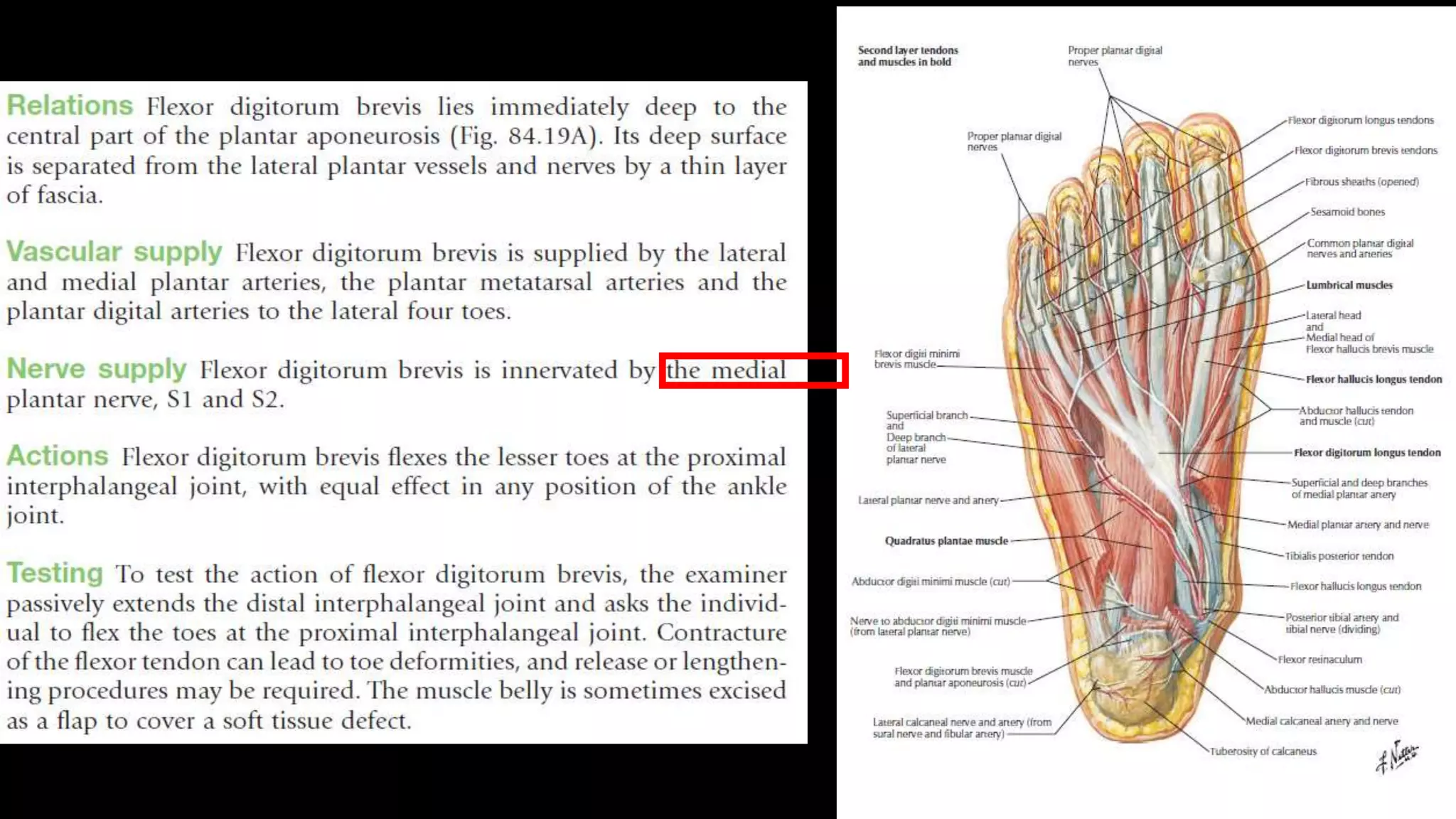 Sole of foot soft tissue and muscles | PPTX