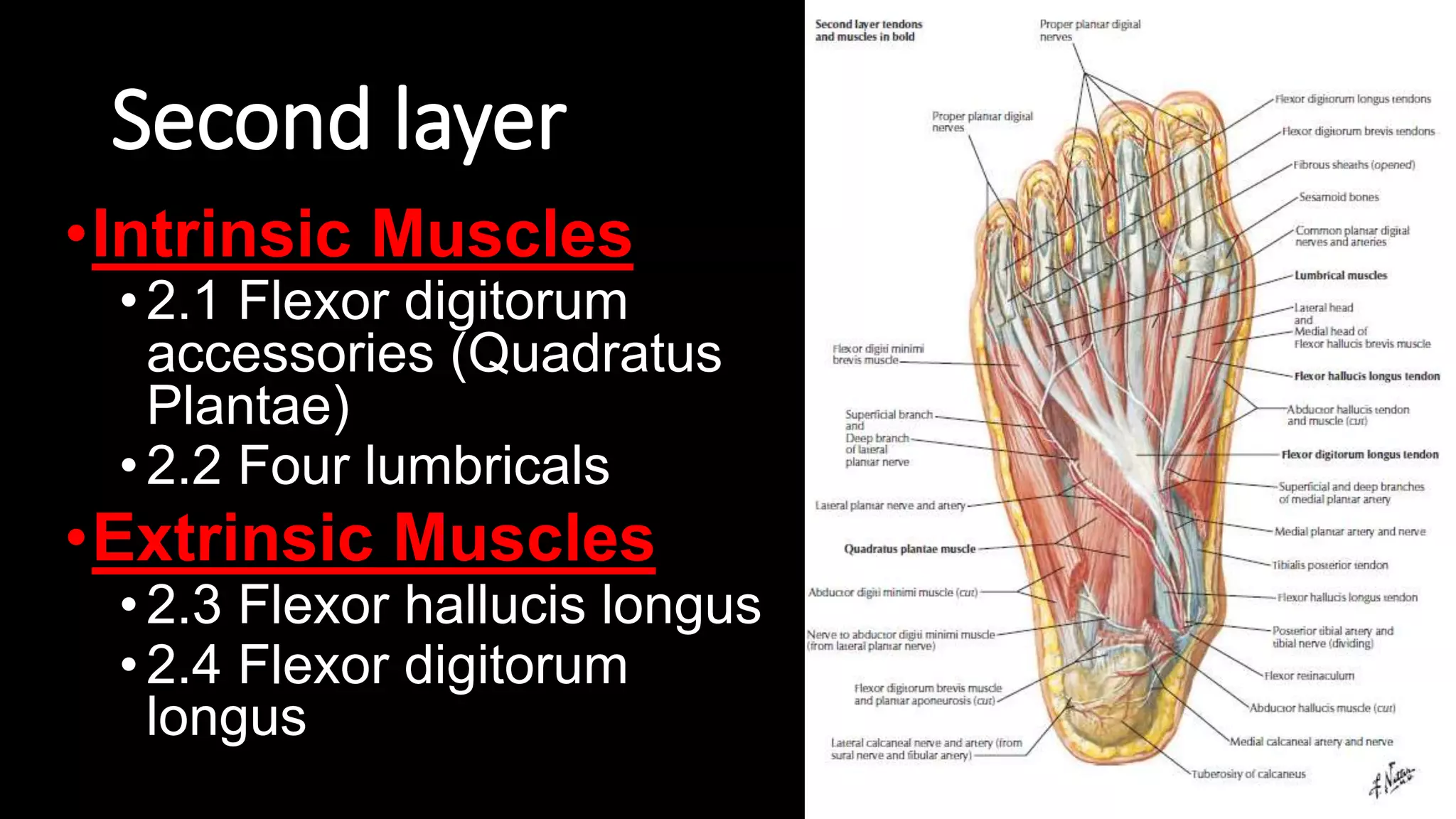 Sole of foot soft tissue and muscles | PPTX