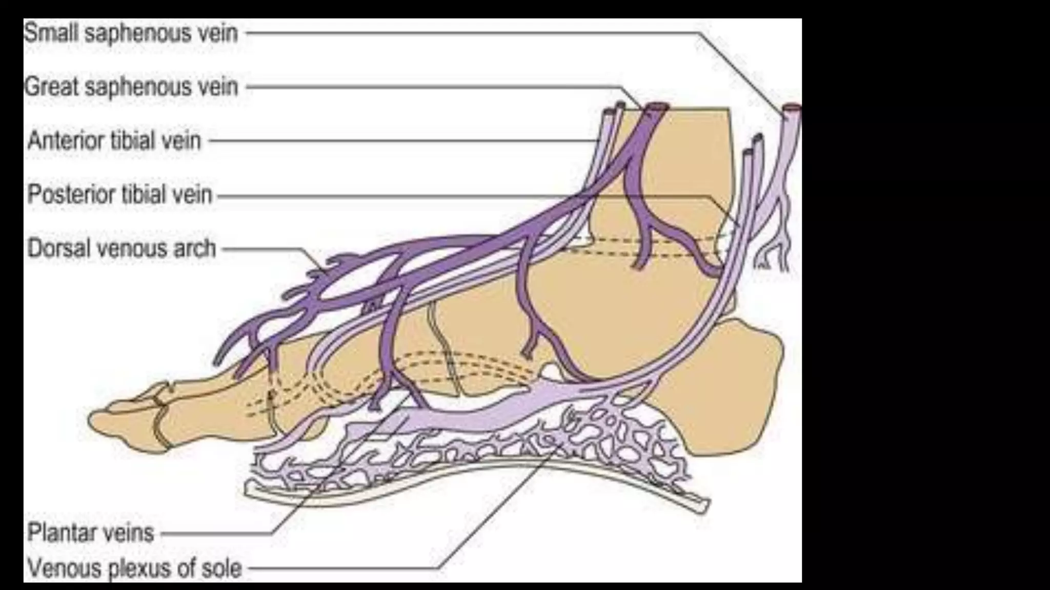 Sole of foot soft tissue and muscles | PPTX