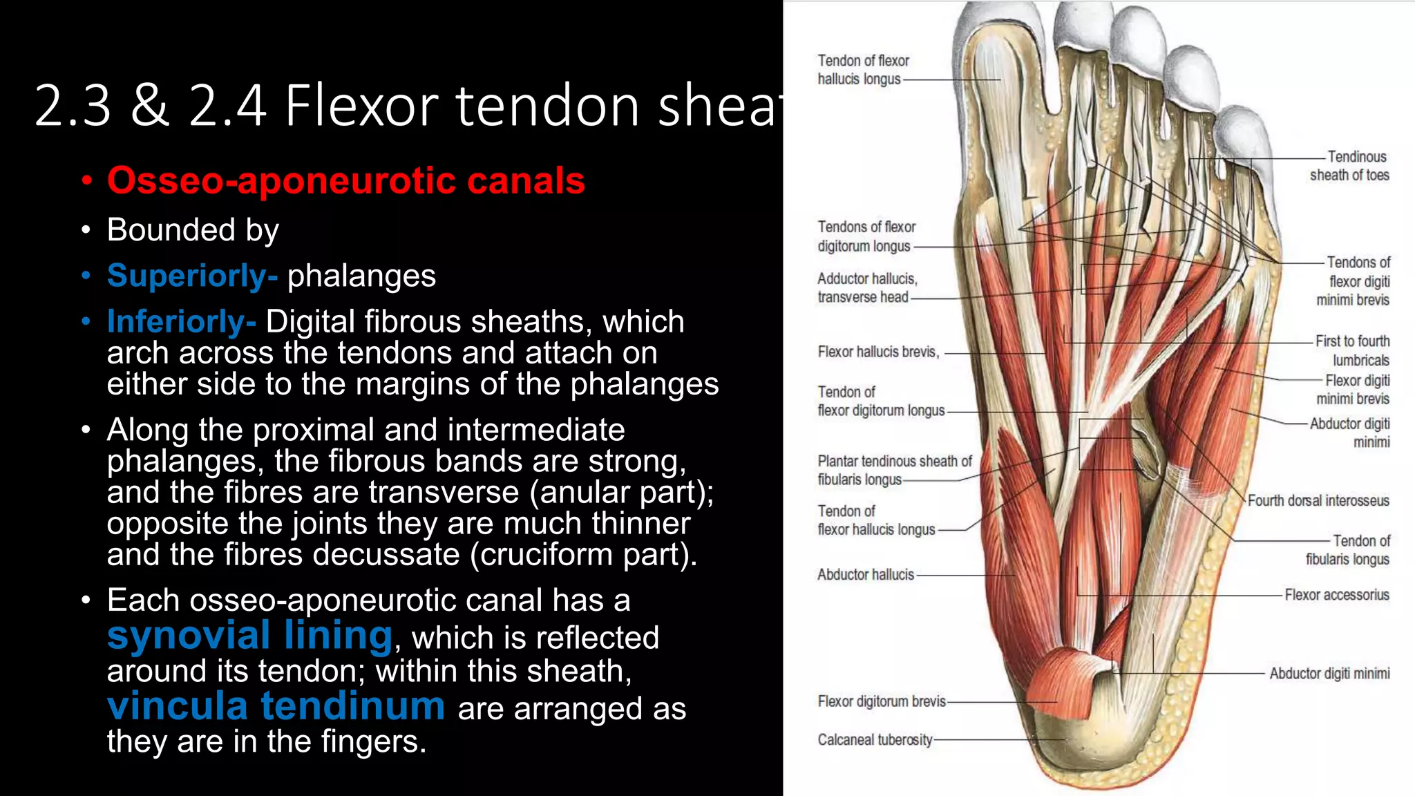 Sole of foot soft tissue and muscles | PPTX