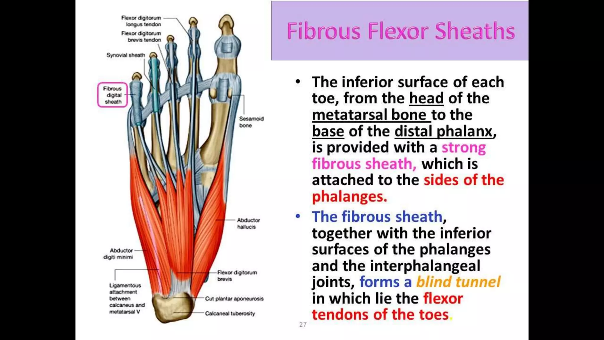 Sole of foot soft tissue and muscles | PPTX