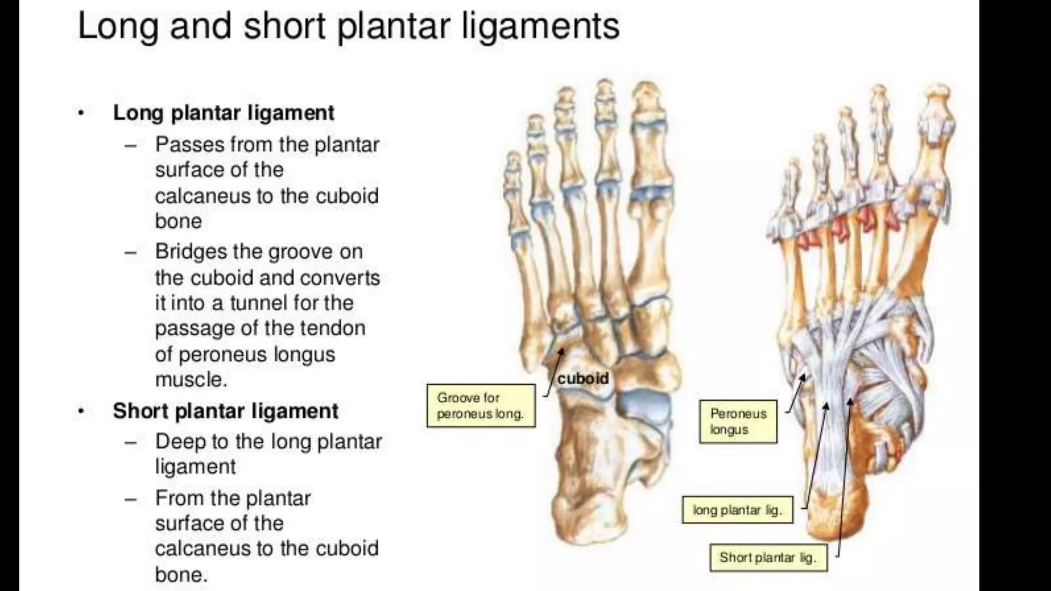 Sole of foot soft tissue and muscles | PPTX