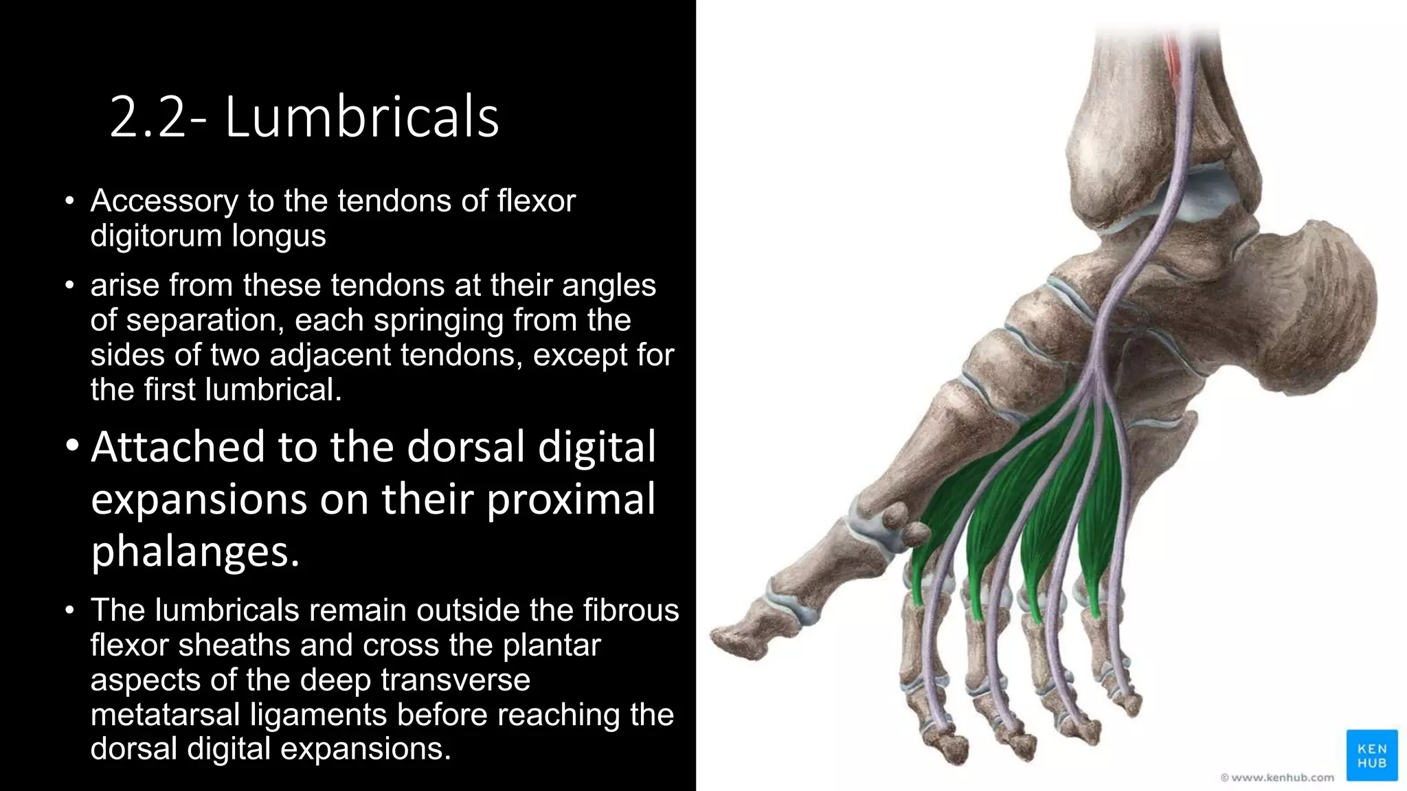 Sole of foot soft tissue and muscles | PPTX