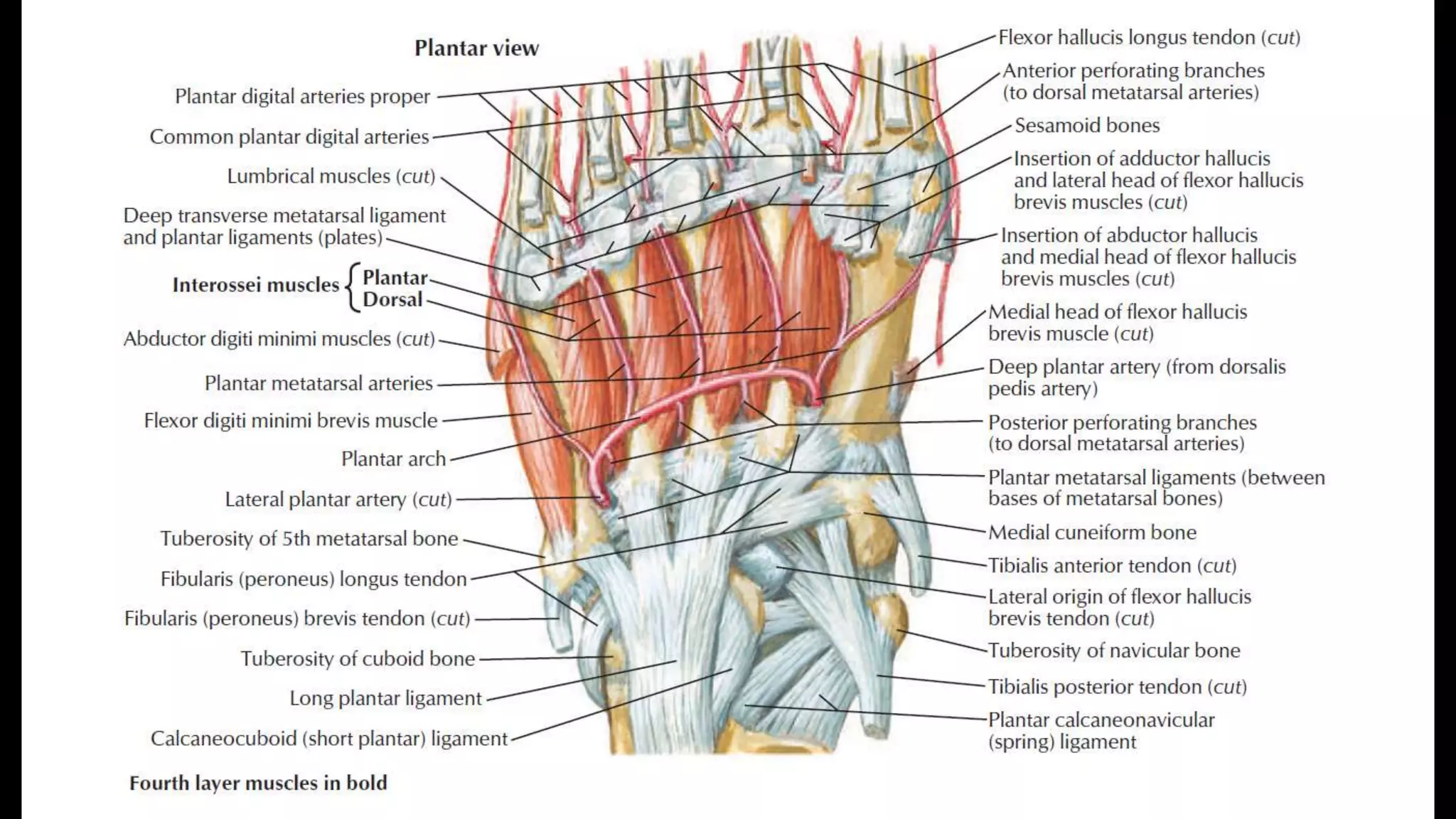 Sole of foot soft tissue and muscles | PPTX