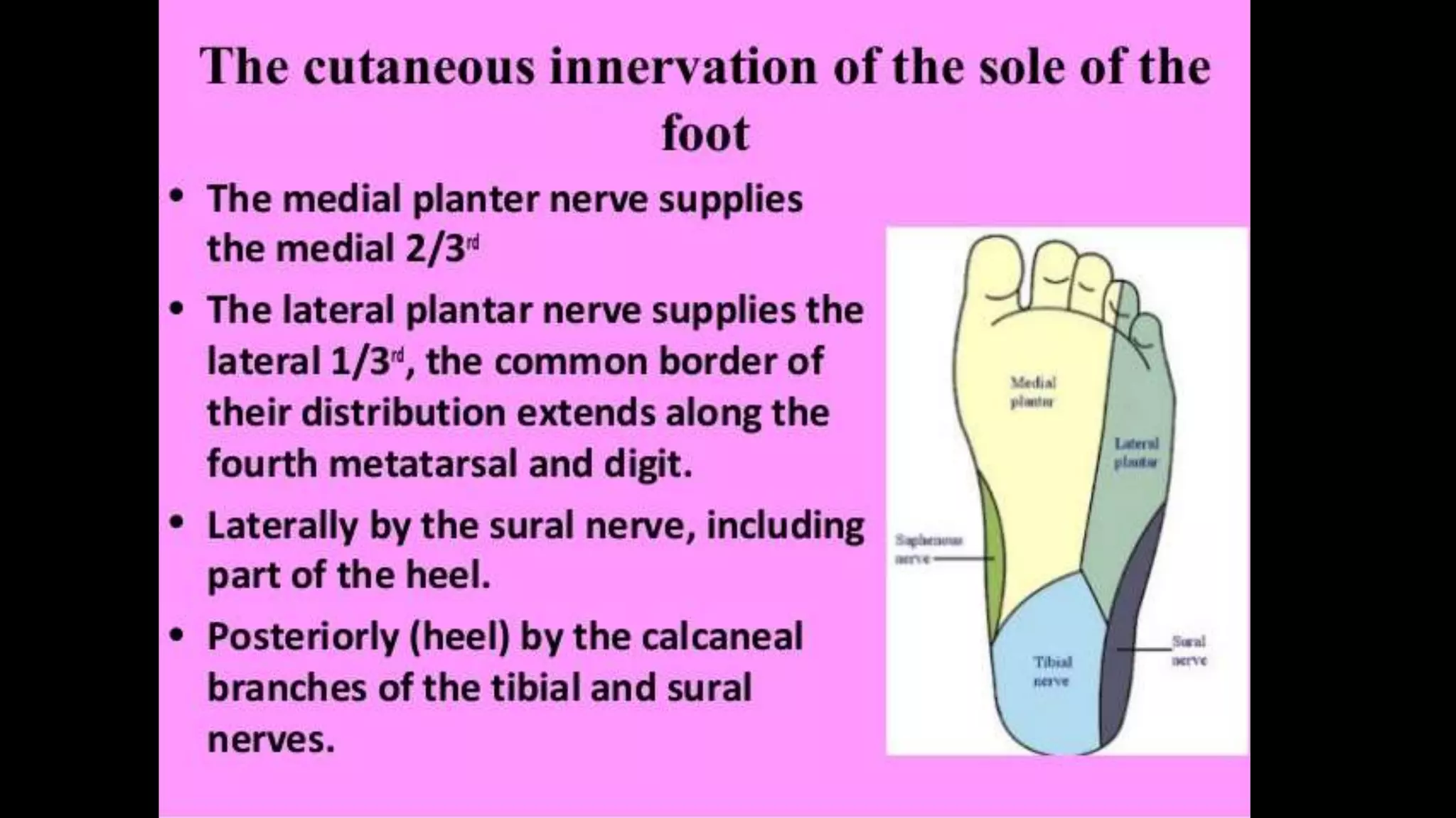 Sole of foot soft tissue and muscles | PPTX