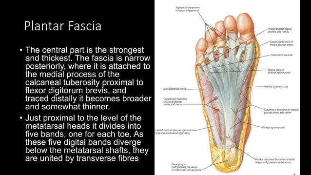 Sole of foot soft tissue and muscles | PPTX