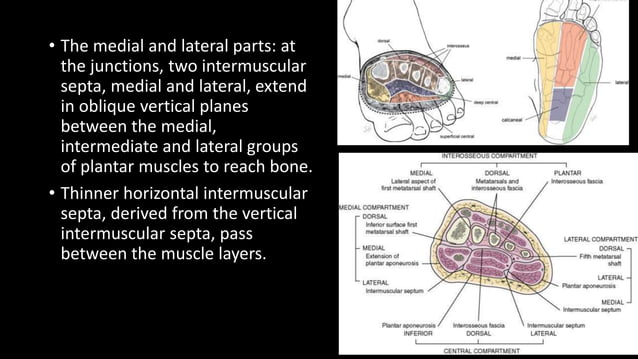 Sole of foot soft tissue and muscles | PPTX